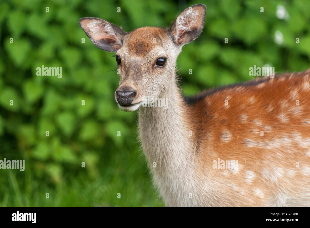Red dear are a UK native species Stock Photo - Alamy