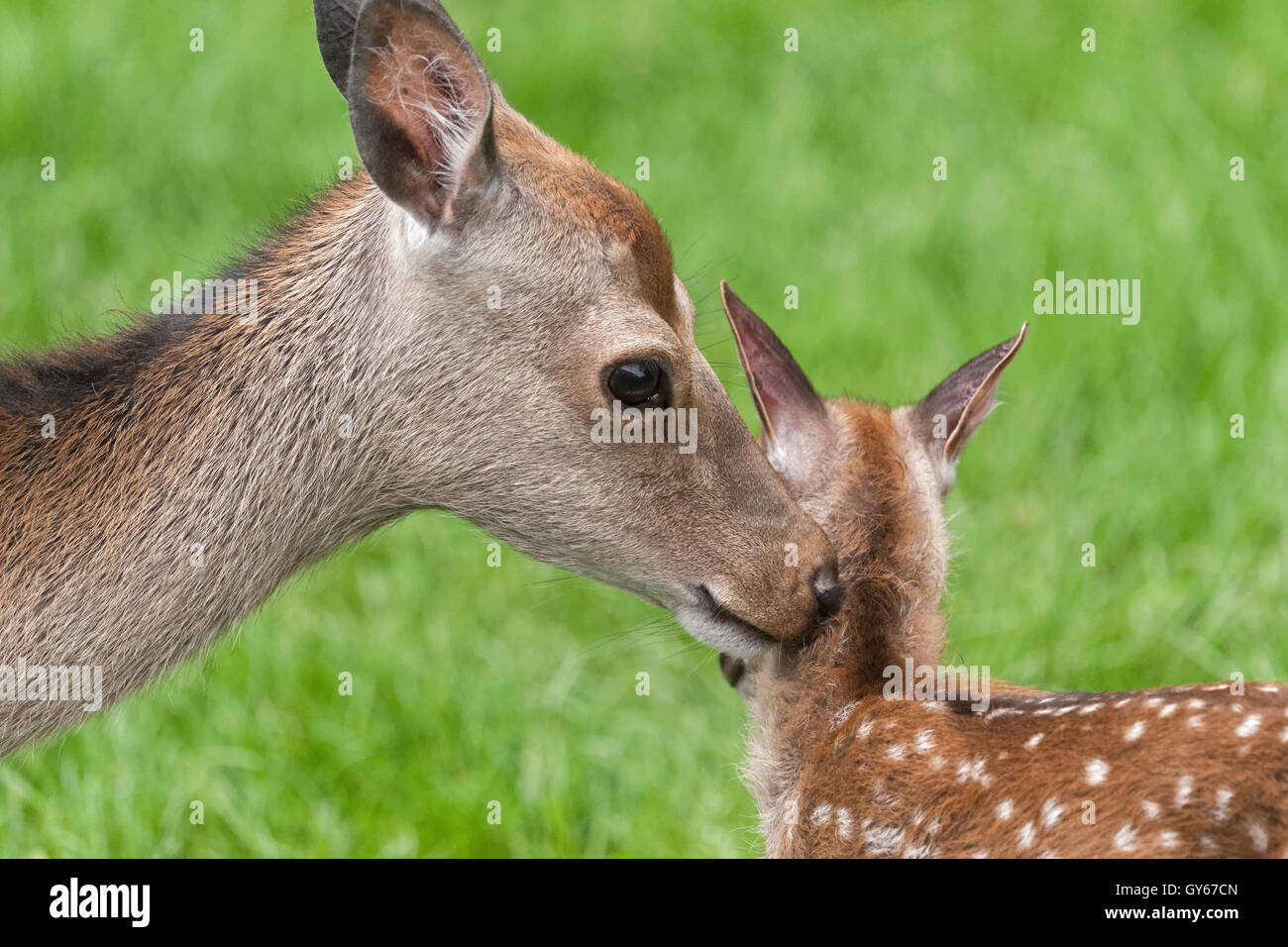 Fawn red hi-res stock photography and images - Alamy