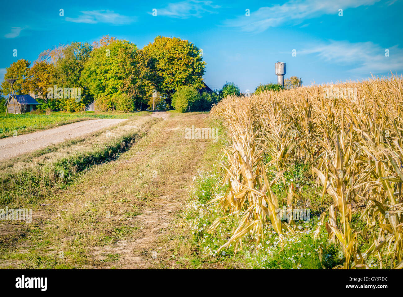 Cold corn hi-res stock photography and images - Alamy