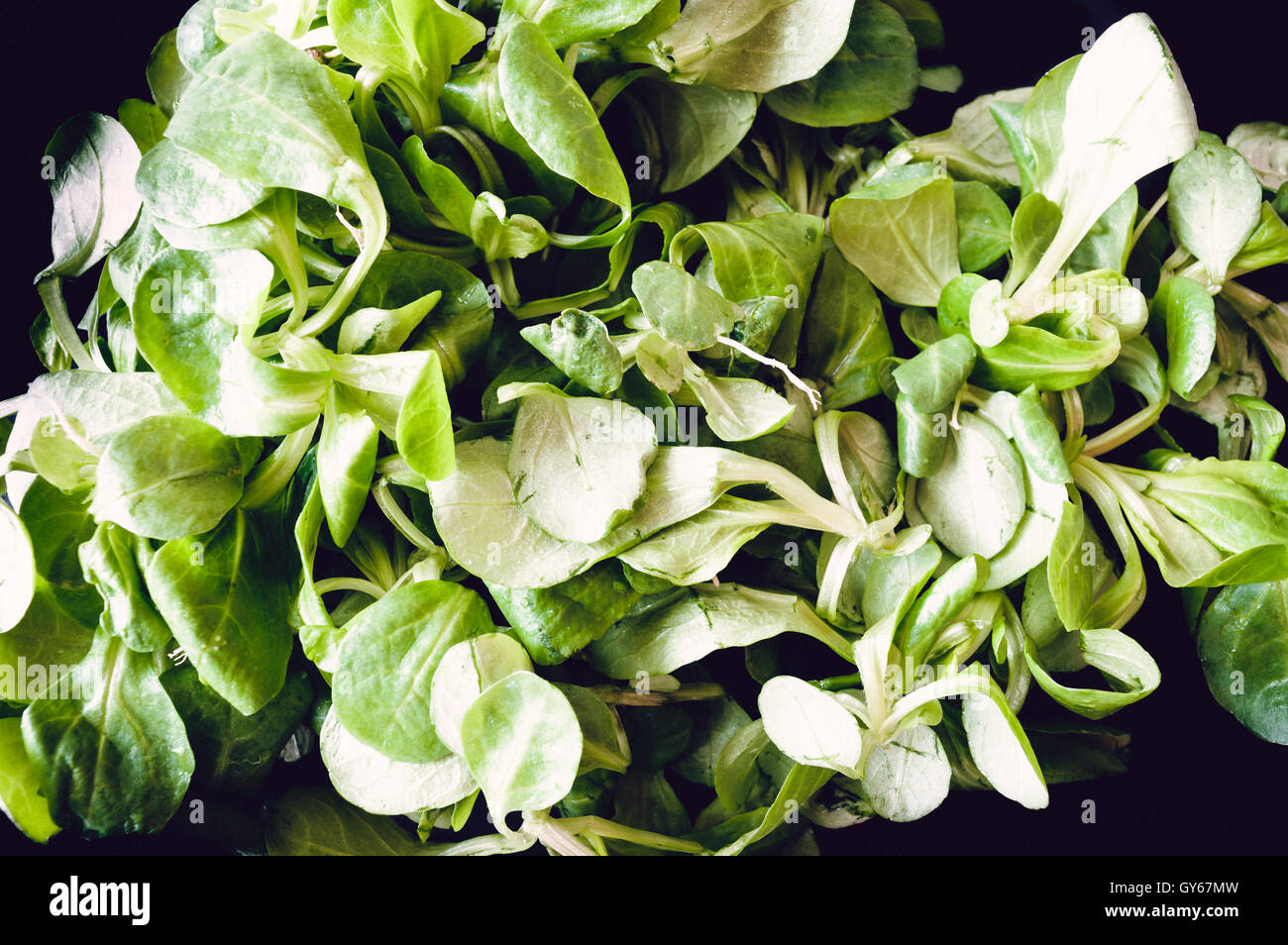 Lamb lettuce hi-res stock photography and images - Alamy