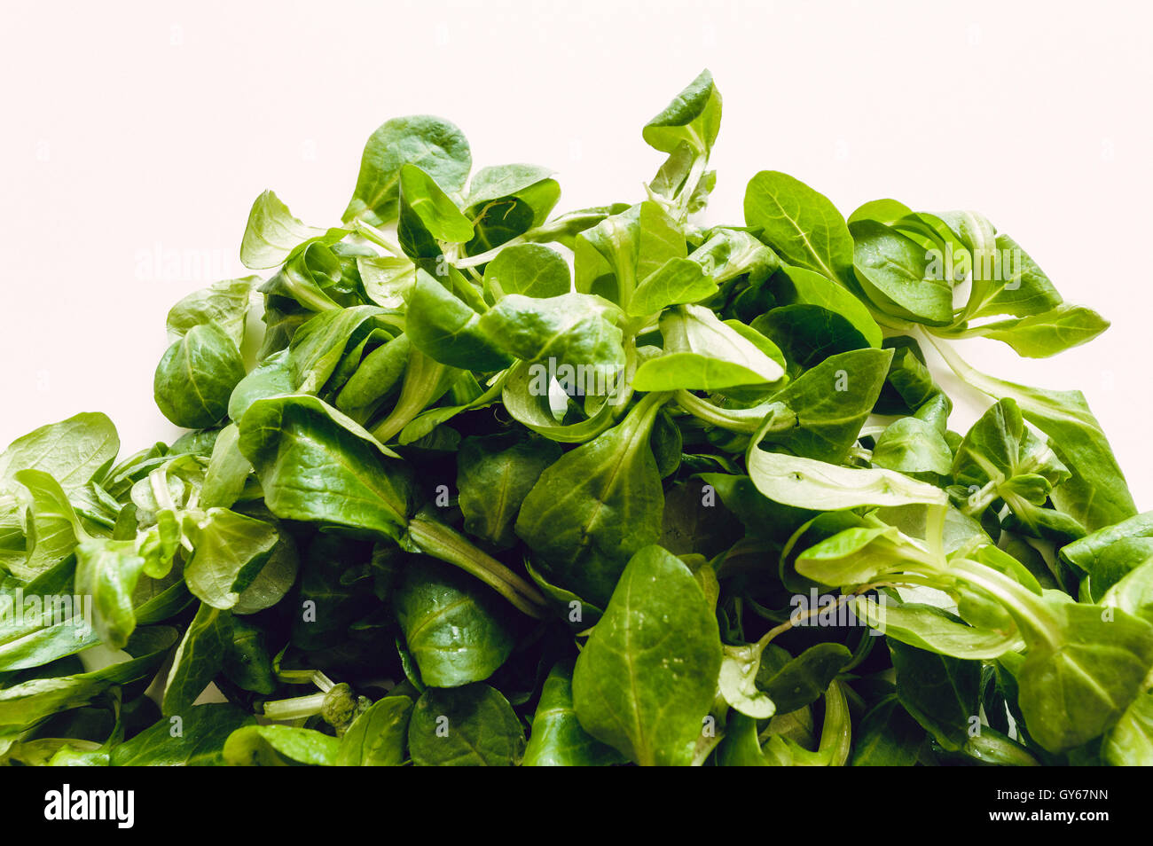 lamb's lettuce isolated on white background Stock Photo - Alamy
