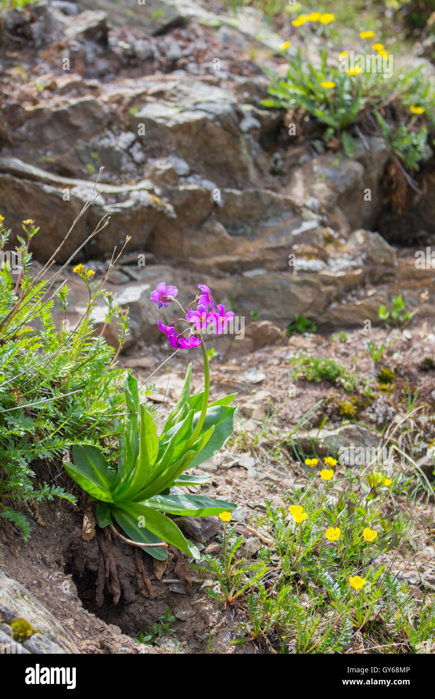 Parrys primrose wildflowers hi-res stock photography and images - Alamy