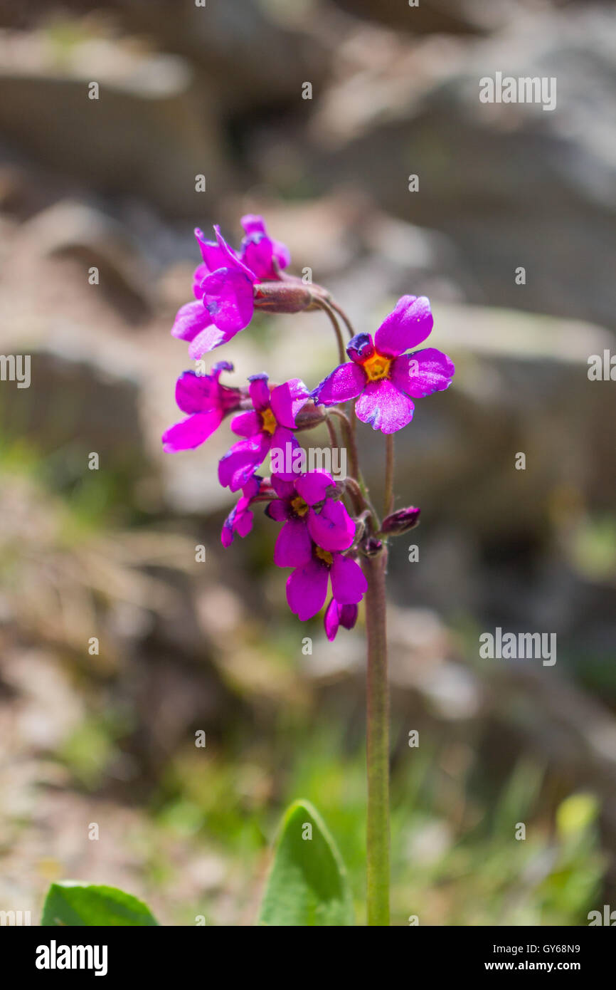 Closeup of Parry's primrose flowers (Primula parryi), Cottonwood Pass ...