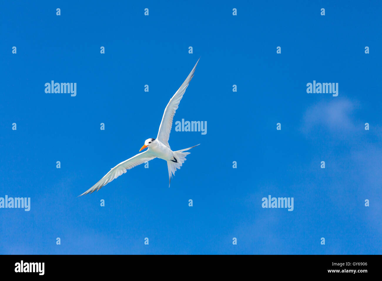 Free bird flying hi-res stock photography and images - Alamy