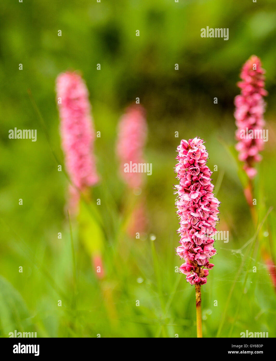 Floral Stack with pink flowers Stock Photo - Alamy