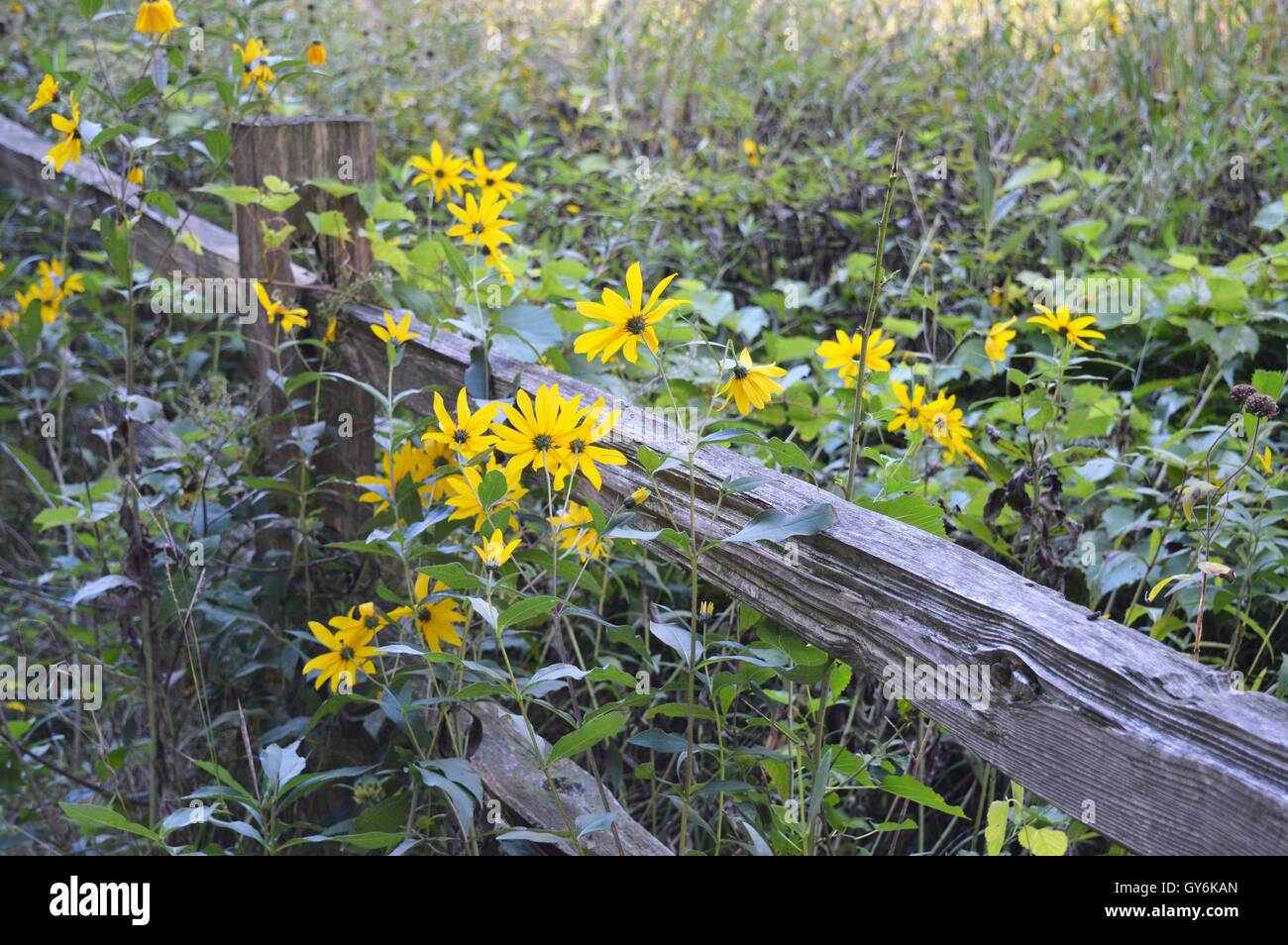 Prairie Restoration Site Stock Photo - Alamy
