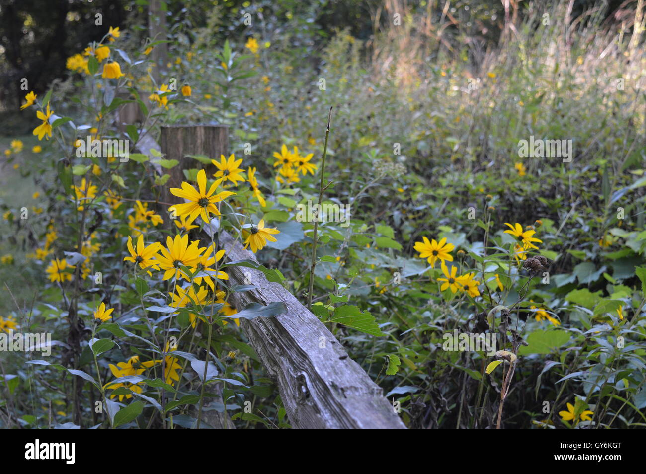 Prairie Restoration Site Stock Photo - Alamy