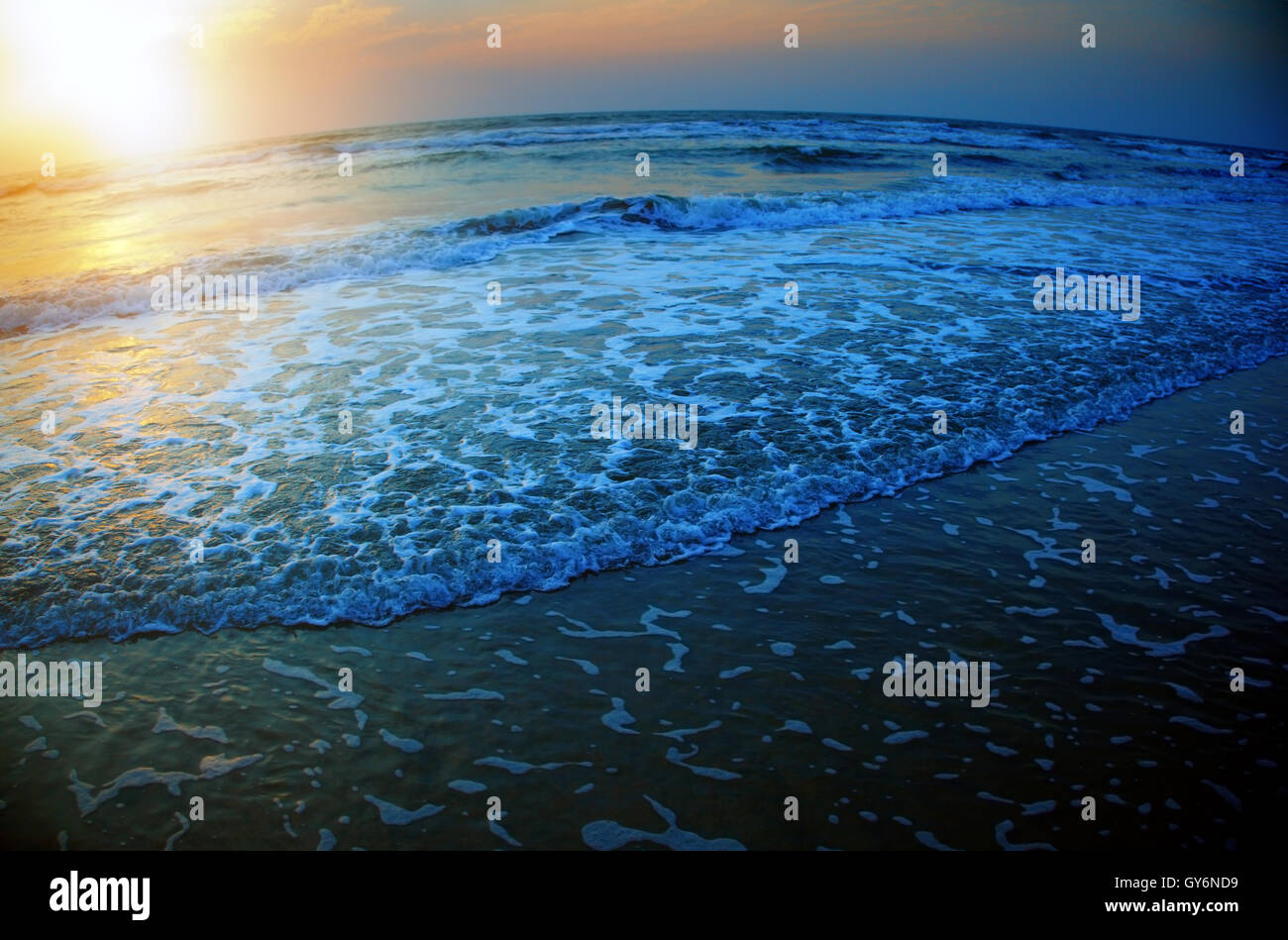 Beaut of the sea Stock Photo - Alamy