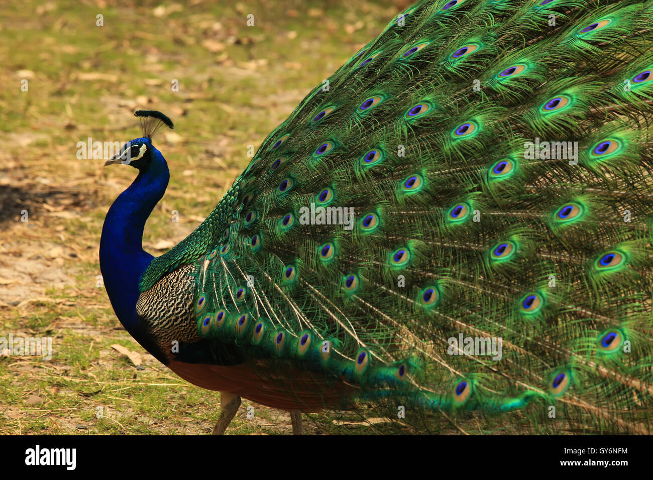 Full bloom displaying beauty hi-res stock photography and images - Alamy