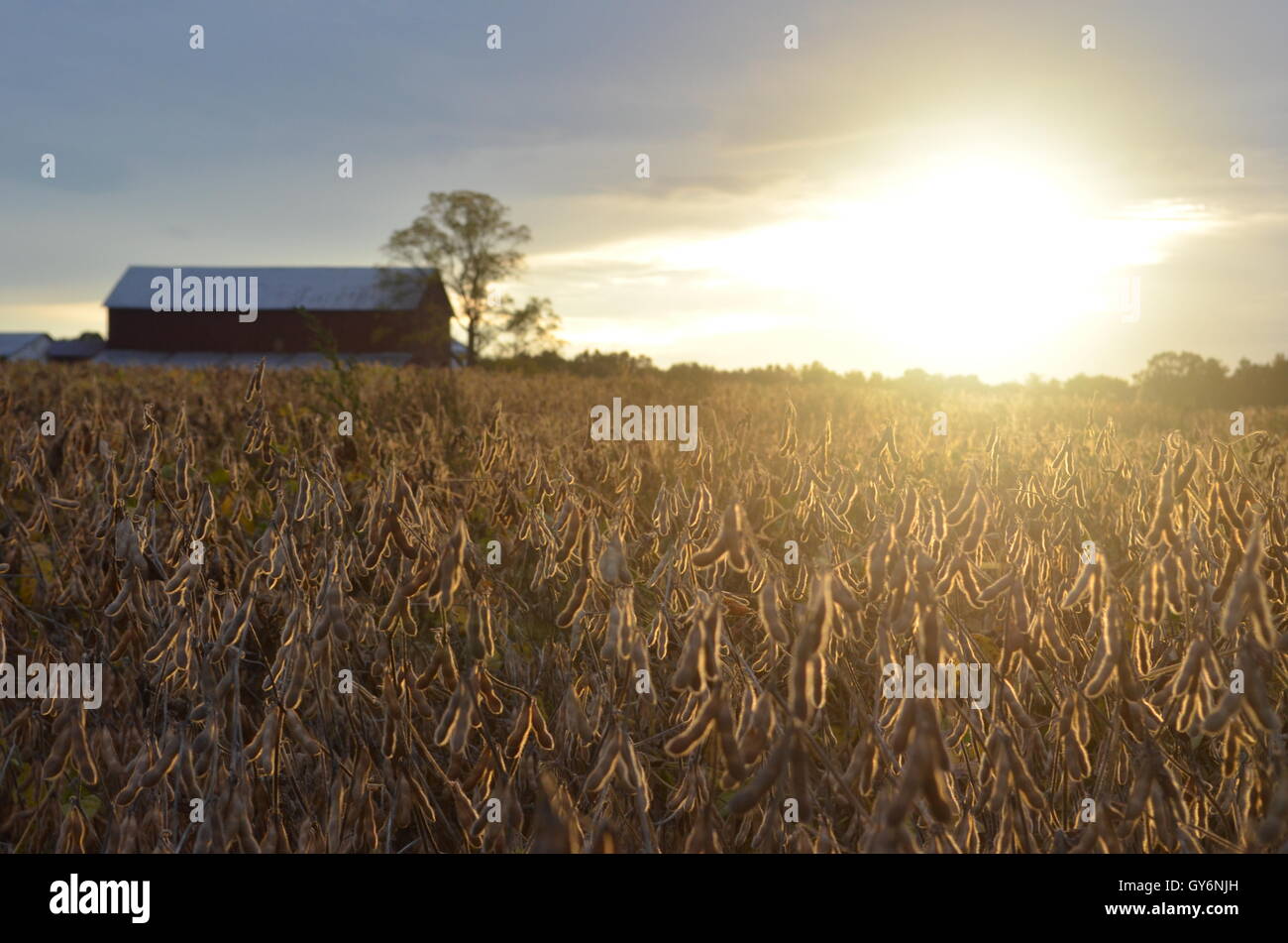 Bean field hi-res stock photography and images - Alamy