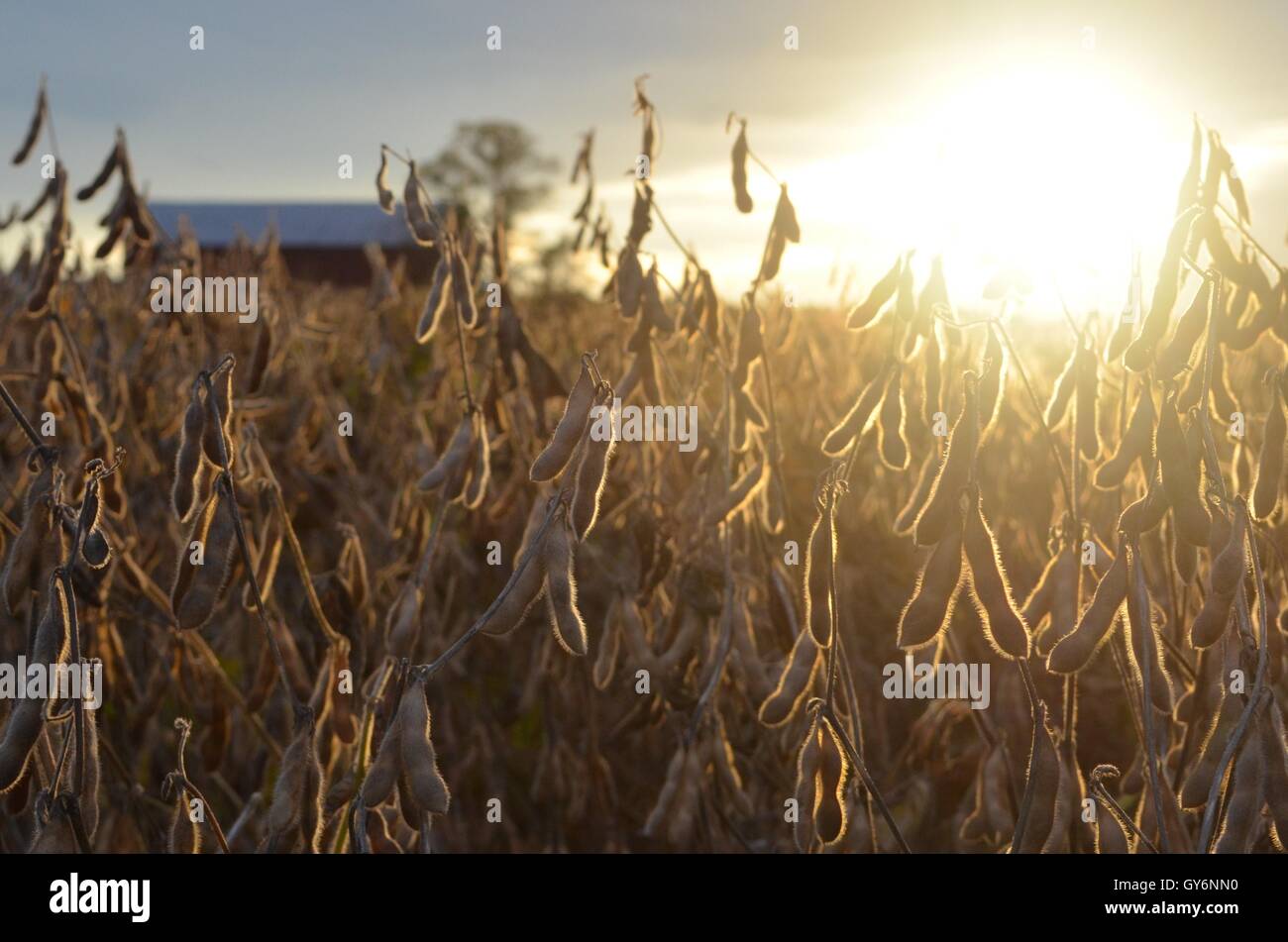 Bean field hi-res stock photography and images - Alamy