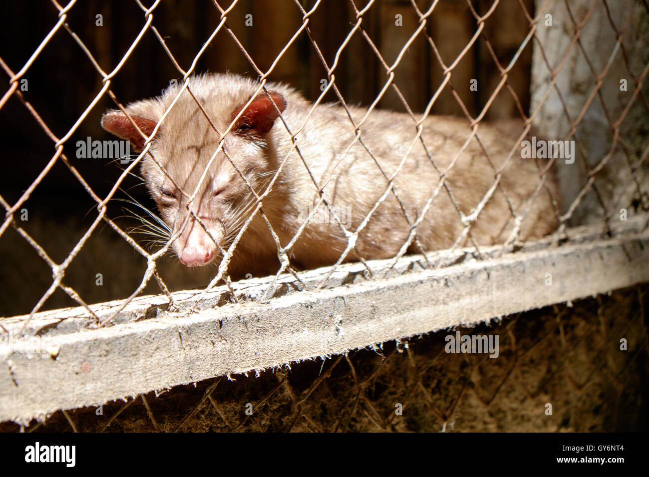 Asian palm civet (Paradoxurus hermaphroditus Stock Photo - Alamy