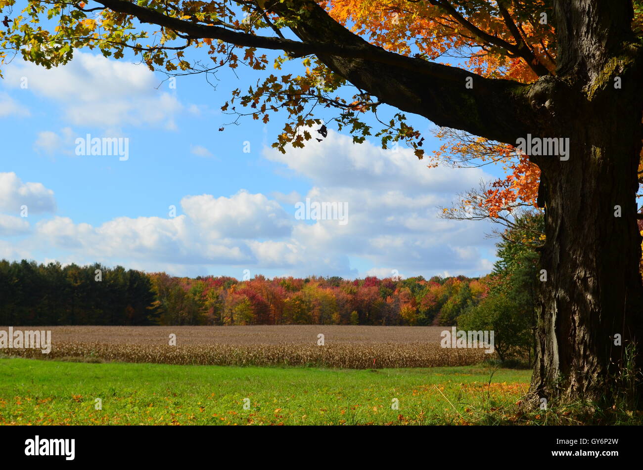 Golden field on a beautiful Autumn day Stock Photo - Alamy