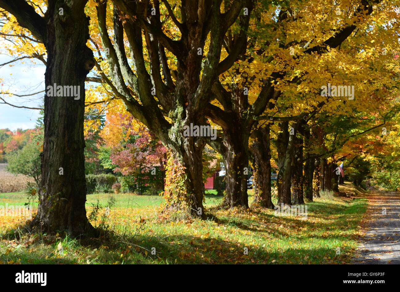 Row of trees autumn america hi-res stock photography and images - Alamy