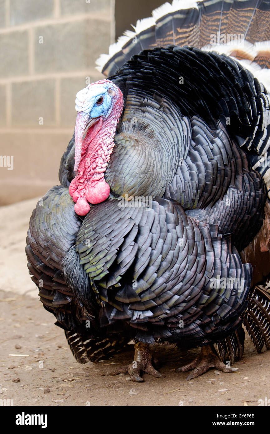 A male turkey struts, displaying his colorful plumage to attract a mate ...