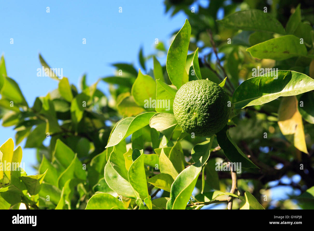 Wild Orange Tree Stock Photo - Alamy