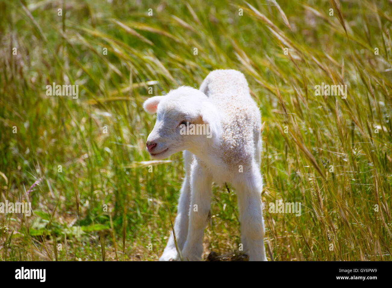Baby lamb newborn sheep standing on grass field Stock Photo - Alamy