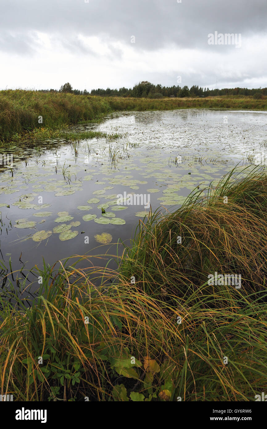 Little ponds surface in beginning of autumn Stock Photo - Alamy