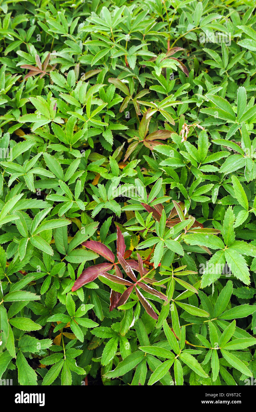 Background of plants on the swamp Stock Photo - Alamy