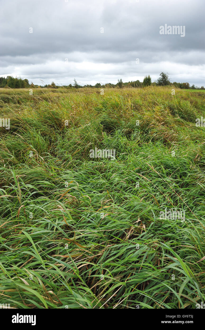 Beginning autumn in swampland hi-res stock photography and images - Alamy