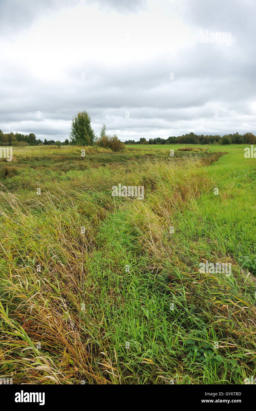Beginning of autumn in the field by wind Stock Photo - Alamy