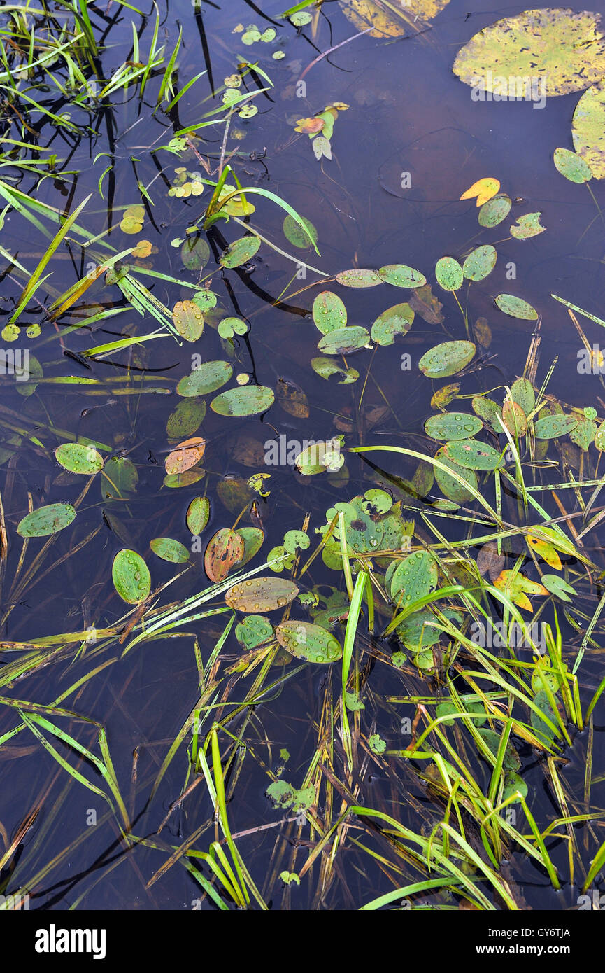Little ponds surface in beginning of autumn Stock Photo - Alamy
