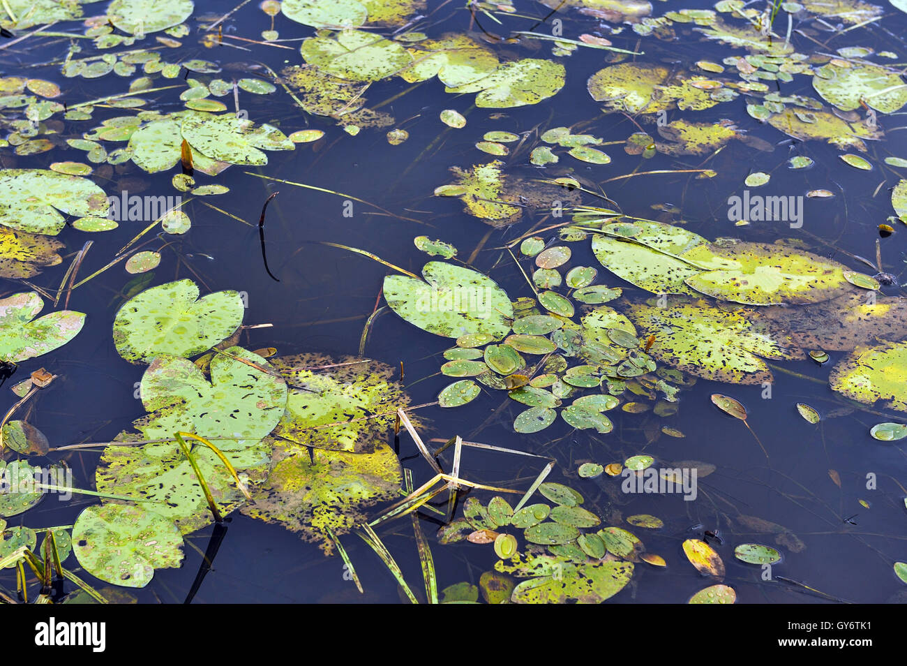 Little ponds surface in beginning of autumn Stock Photo - Alamy