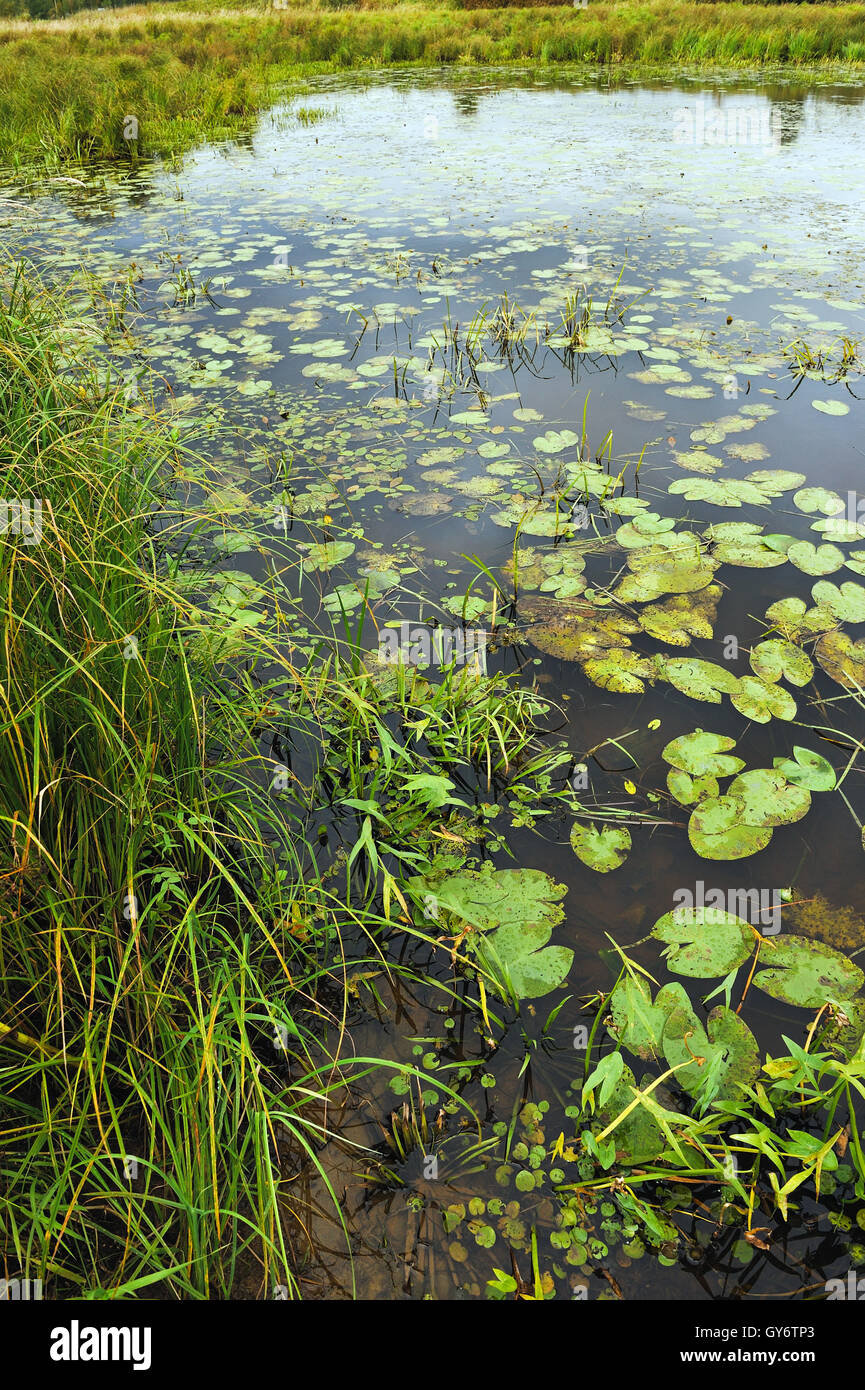 Little ponds surface in beginning of autumn Stock Photo - Alamy