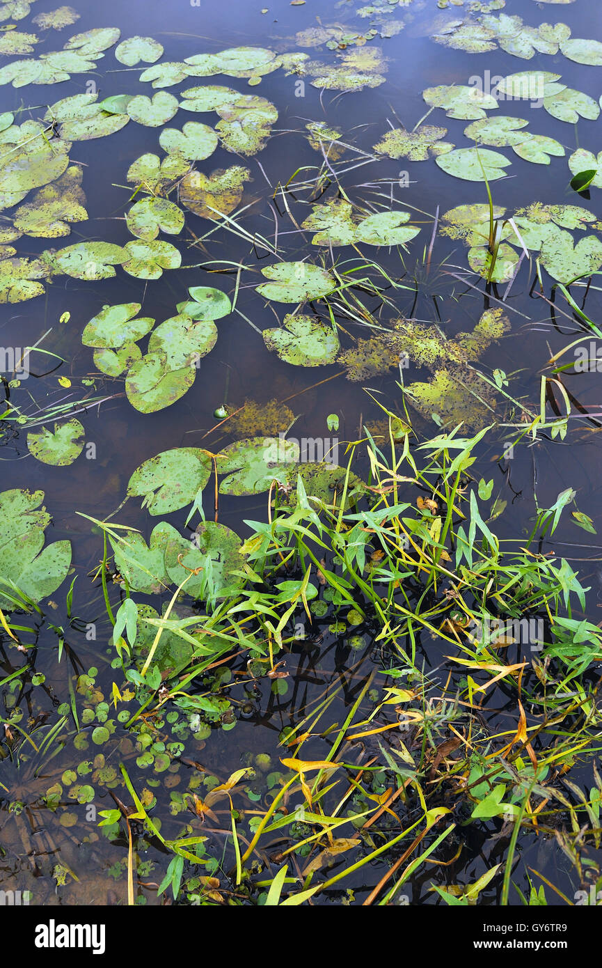 Little ponds surface in beginning of autumn Stock Photo - Alamy