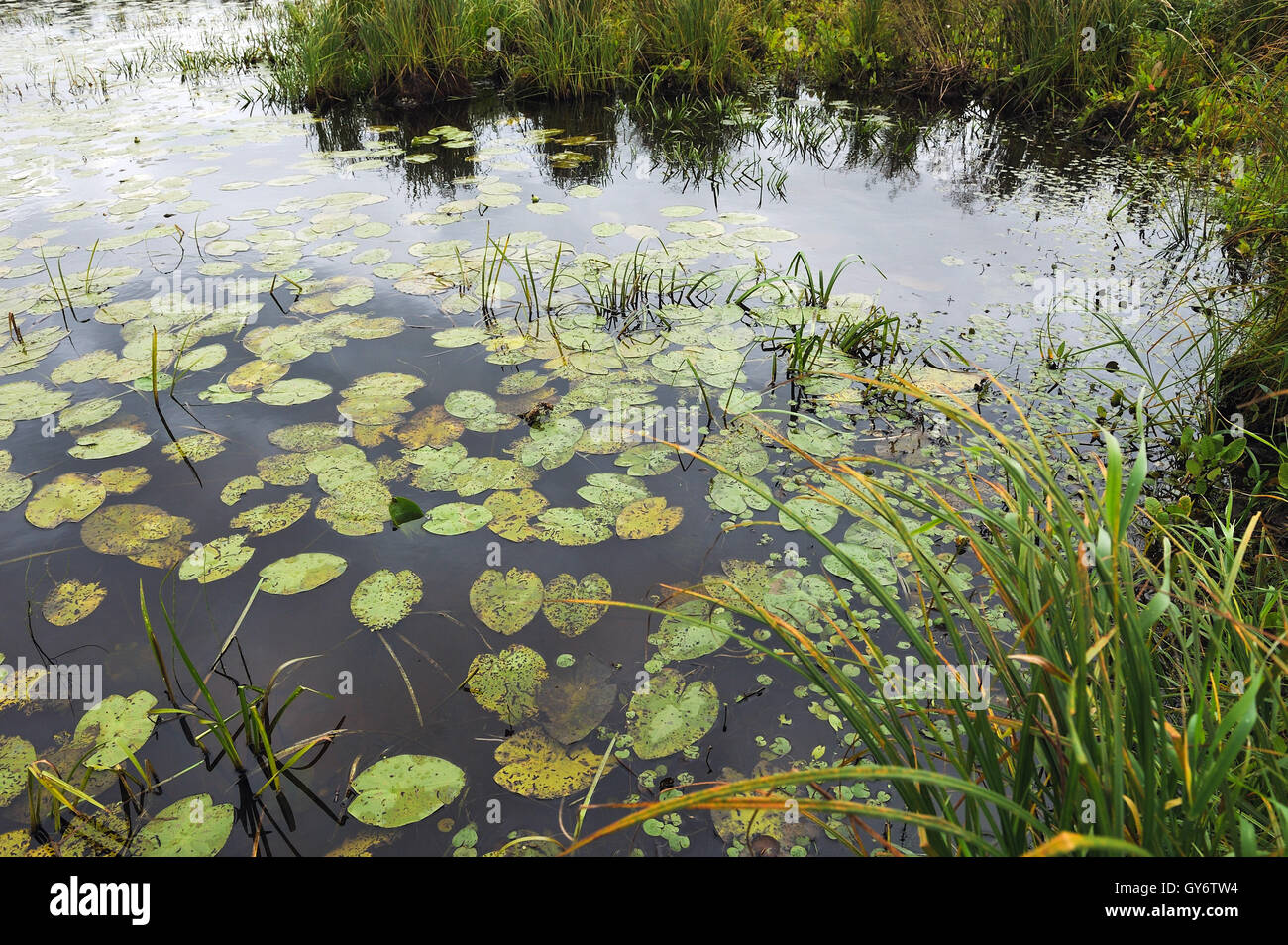 Little ponds surface in beginning of autumn Stock Photo - Alamy