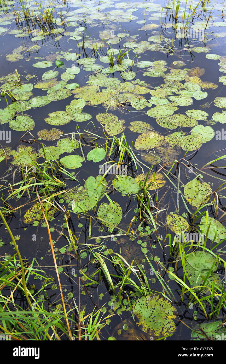 Little ponds surface in beginning of autumn Stock Photo - Alamy