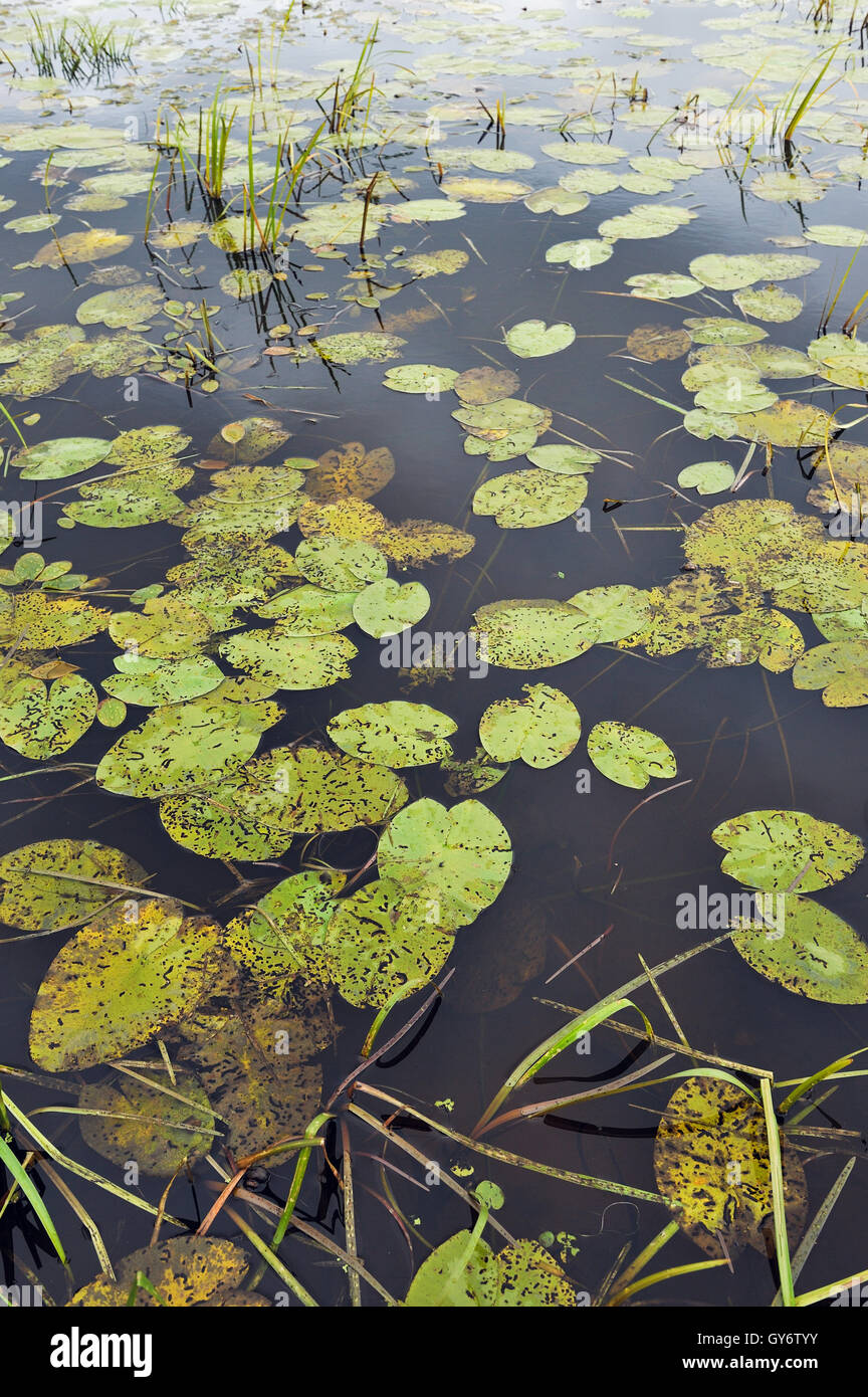 Little ponds surface in beginning of autumn Stock Photo - Alamy