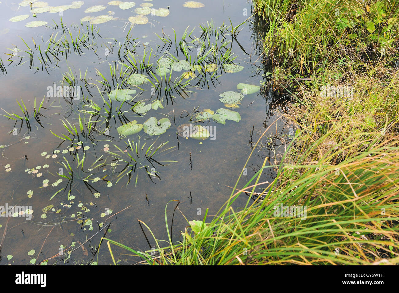 Little ponds surface in beginning of autumn Stock Photo - Alamy