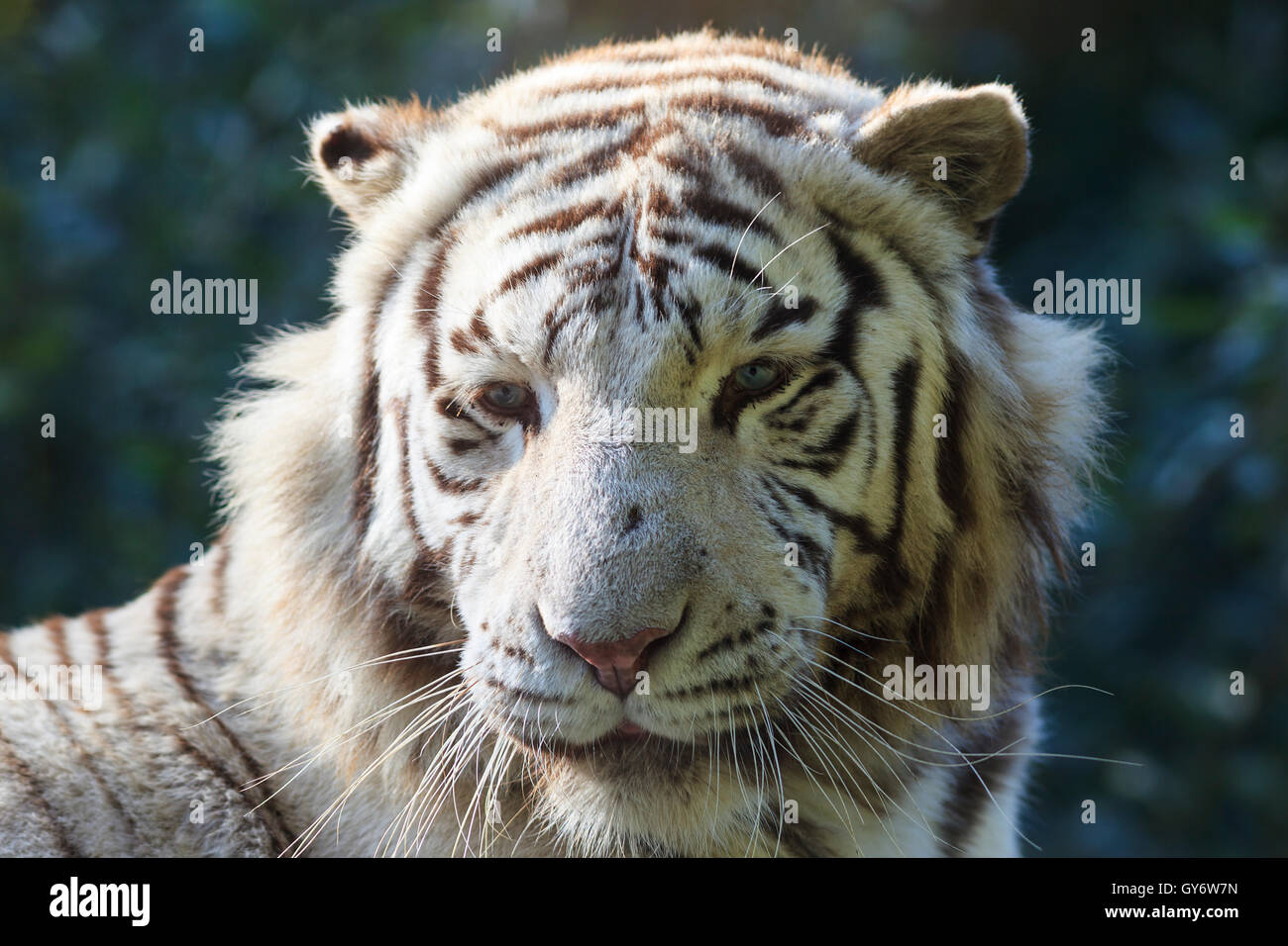 White tiger head Stock Photo - Alamy