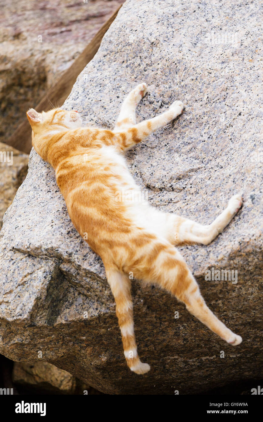 Sleeping cat on the rock Stock Photo - Alamy