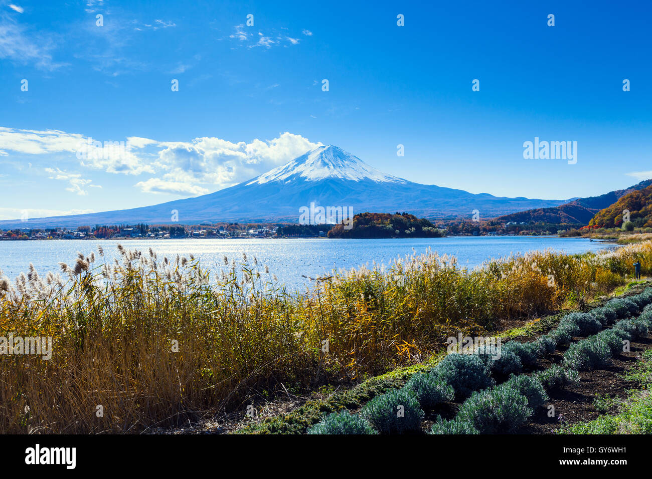 Mt. Fuji during autumn Stock Photo - Alamy