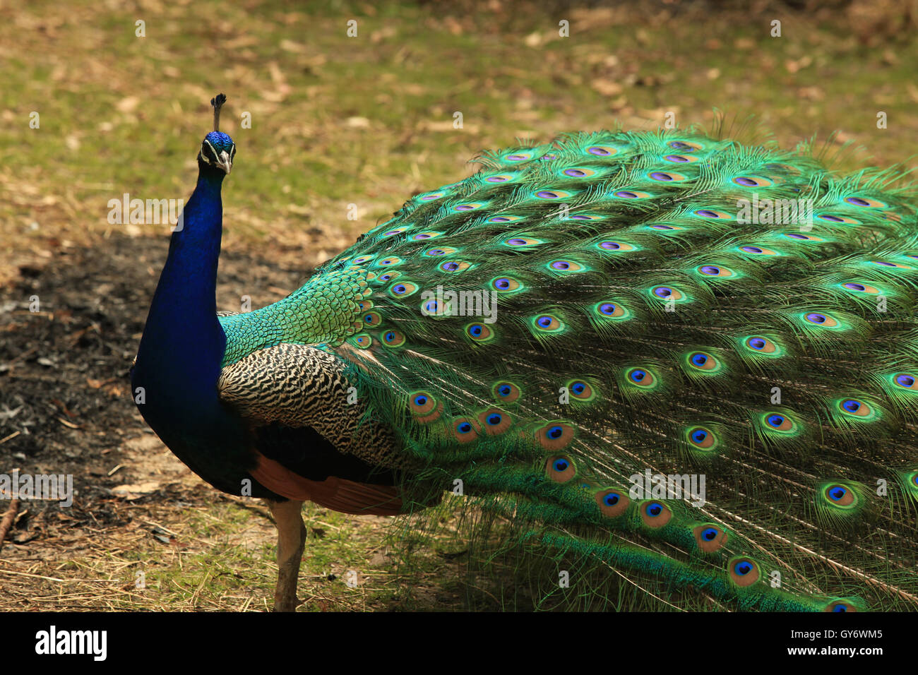 Full bloom displaying beauty hi-res stock photography and images - Alamy