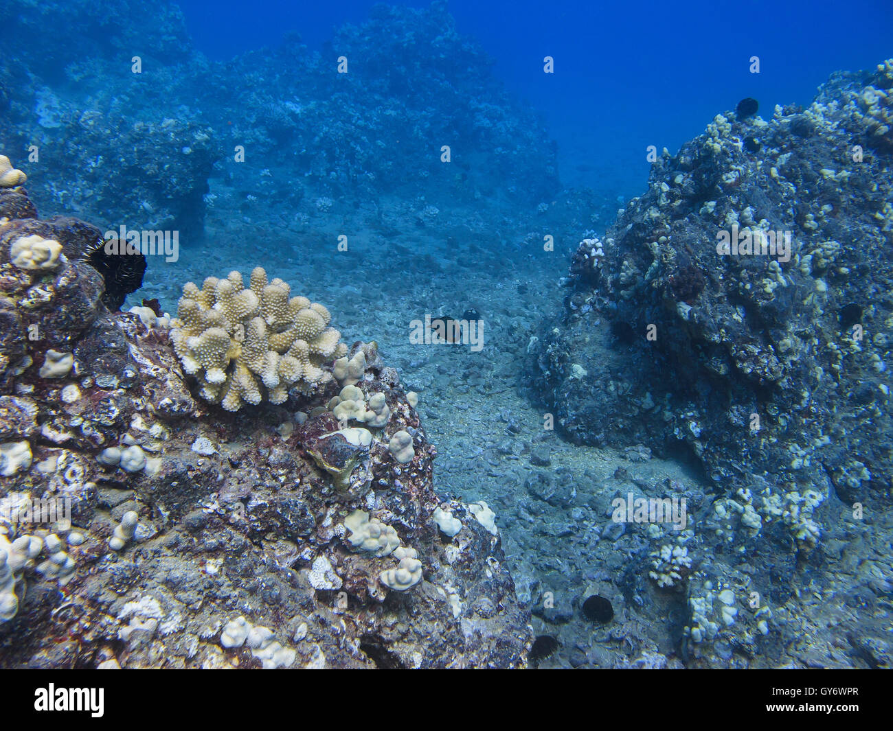 Undersea valley hi-res stock photography and images - Alamy