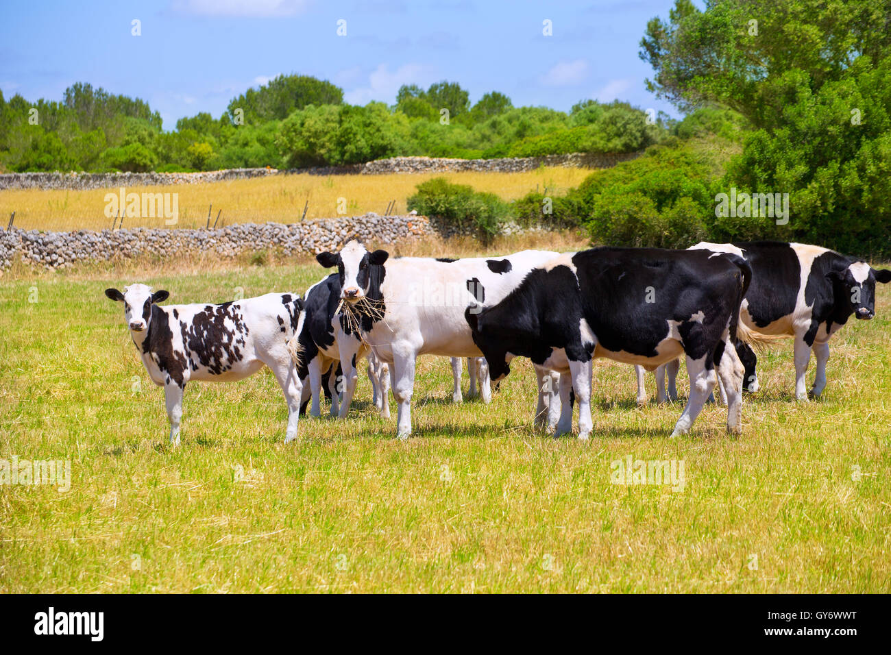 Cattle farm menorca minorca hi-res stock photography and images - Alamy