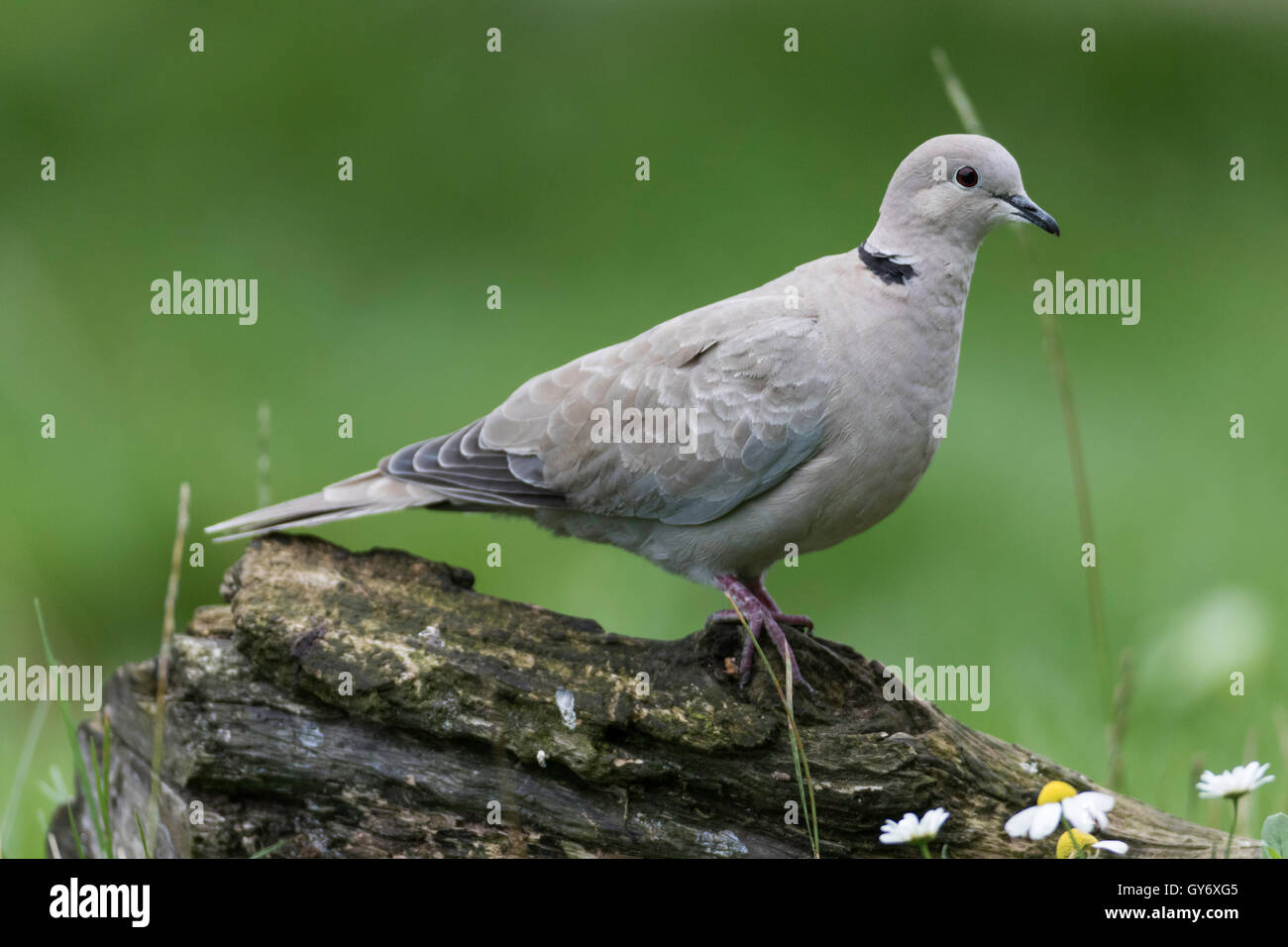 collared dove standing on a log Stock Photo - Alamy