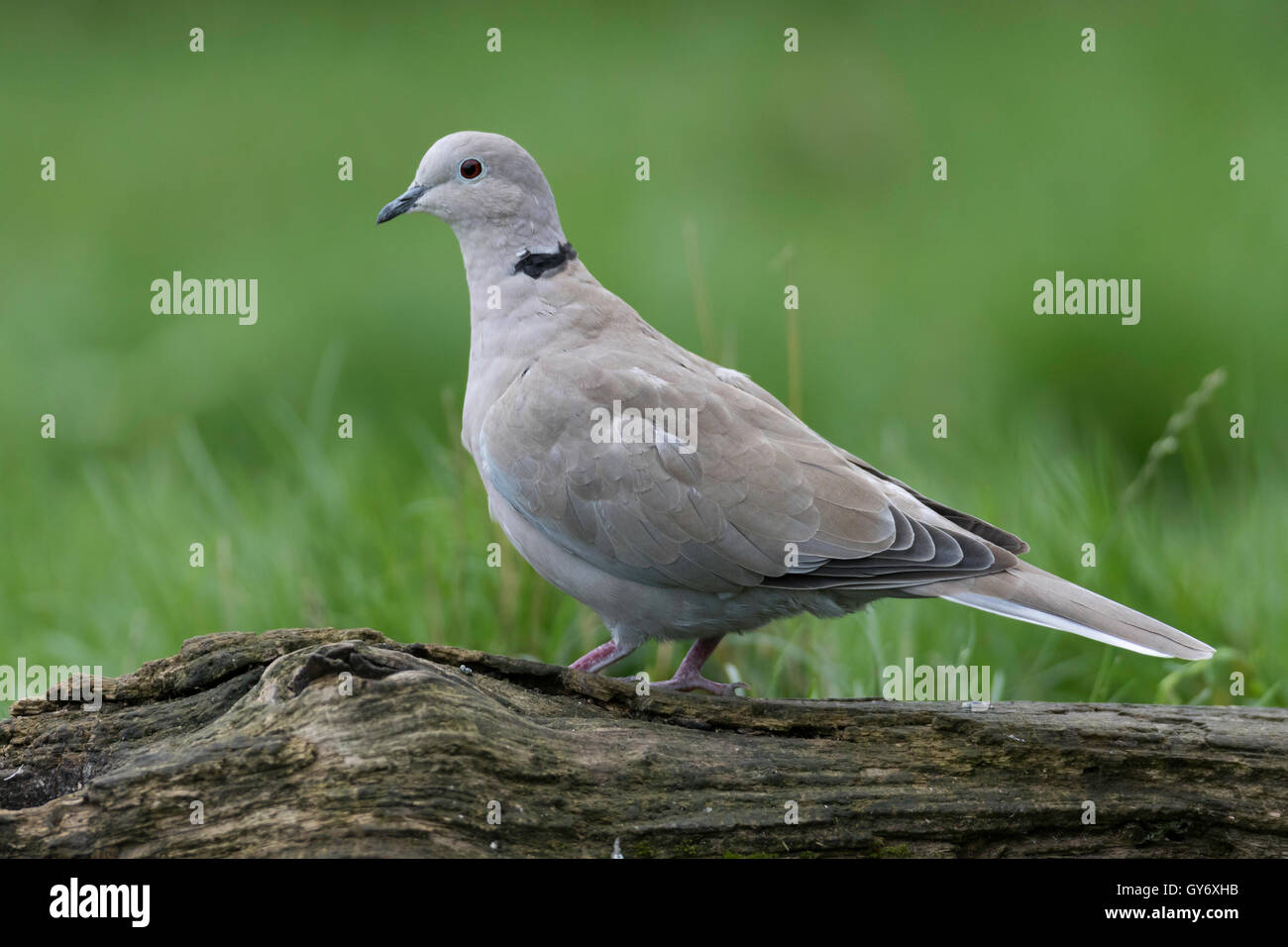 collared dove standing on a log Stock Photo - Alamy