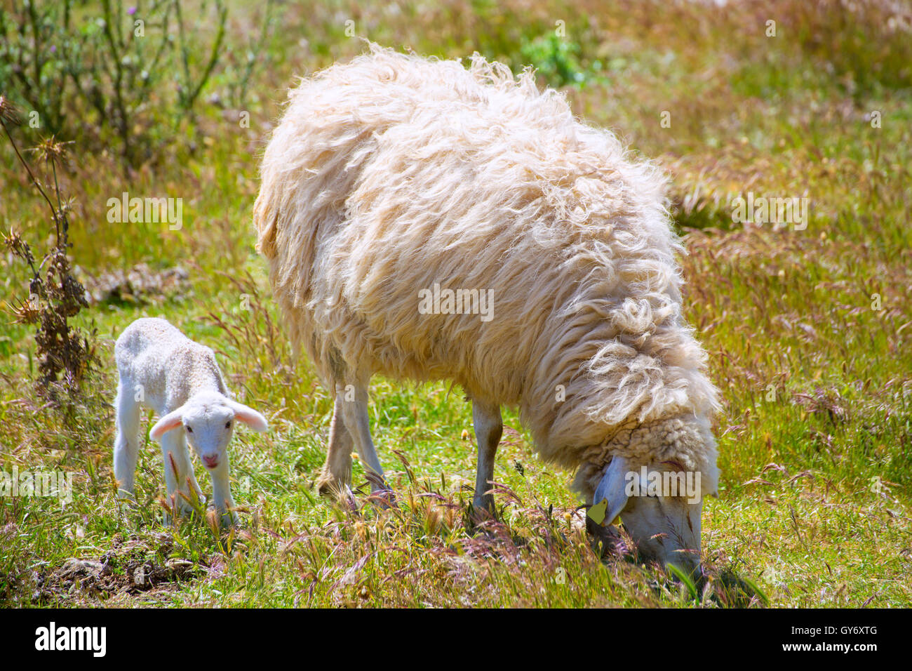 Mother sheep and baby lamb grazing in a field Stock Photo - Alamy