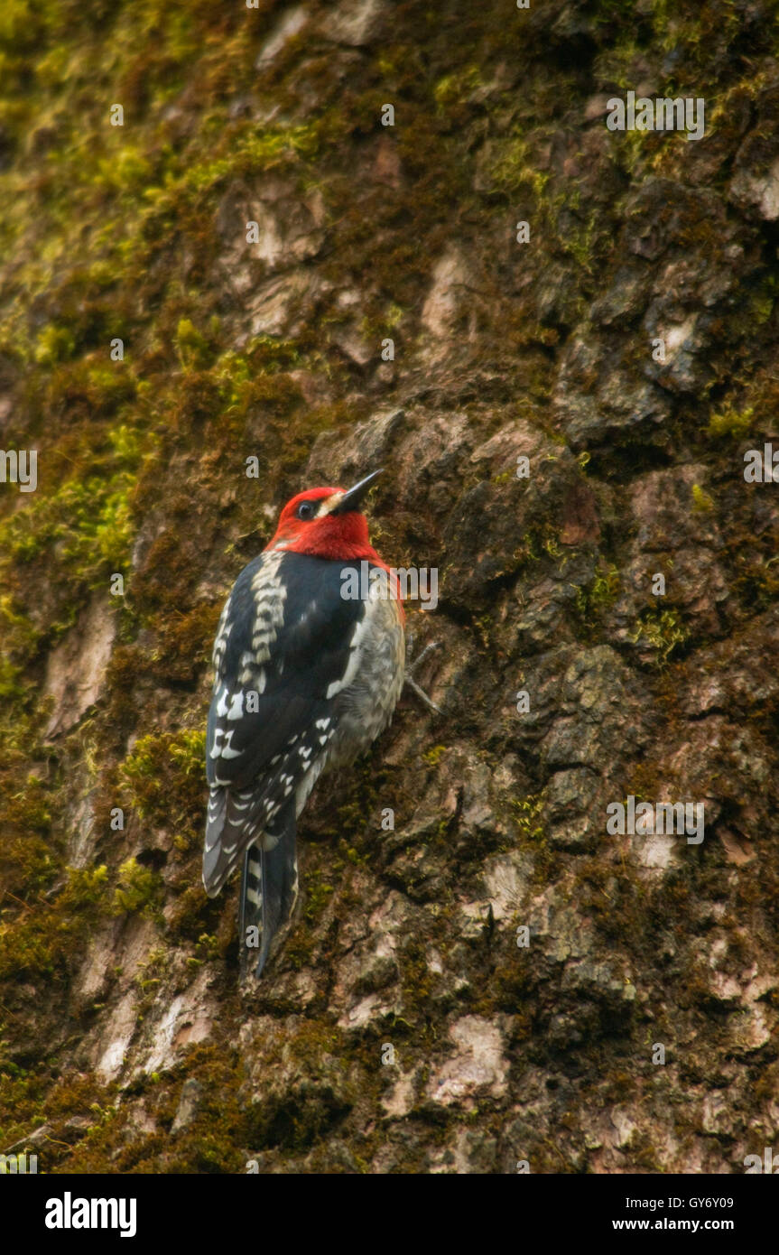 Red-breasted sapsucker, Dorris Ranch Living History Filbert Farm County ...