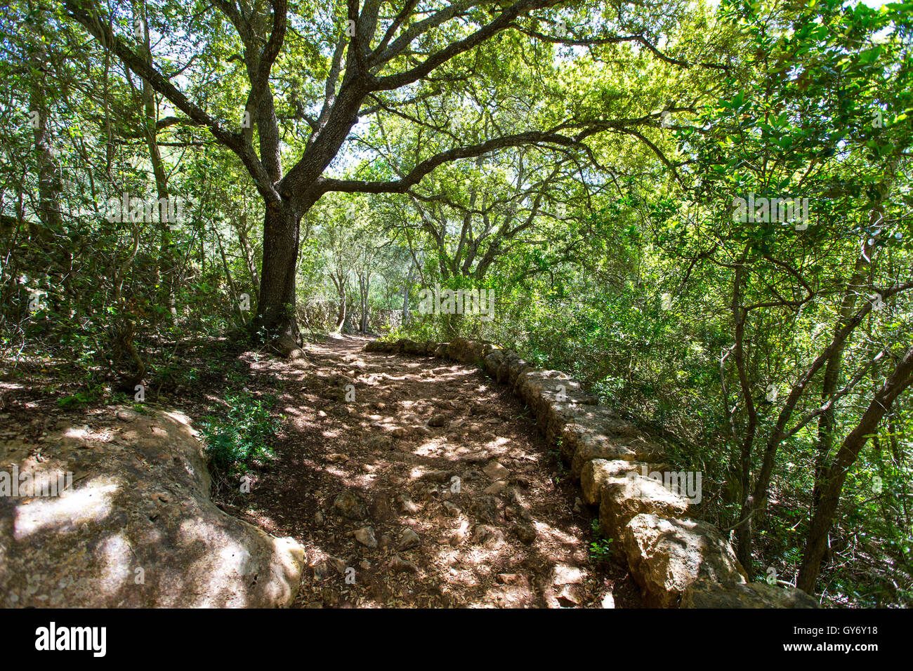 mediterranean forest in Menorca with oak trees Stock Photo - Alamy