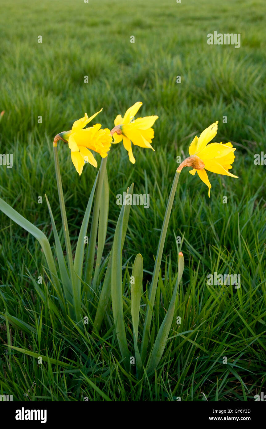 Grass field linn county oregon hi-res stock photography and images - Alamy