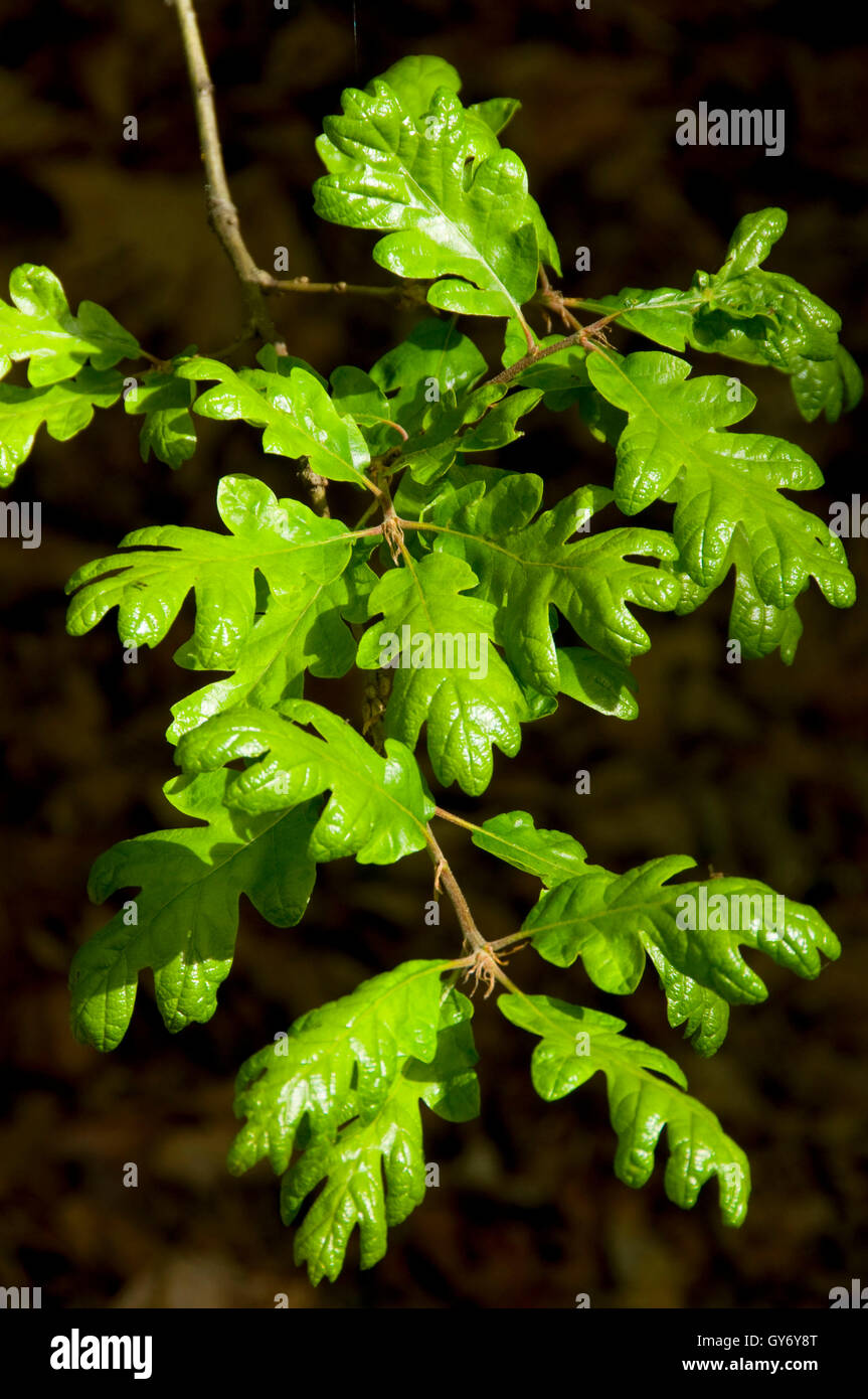 Oregon white oak leaves, William Finley National Wildlife Refuge ...