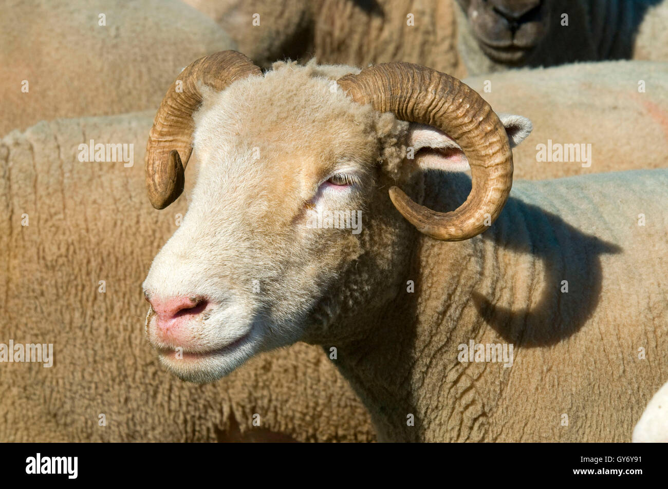 Champion sheep hi-res stock photography and images - Alamy