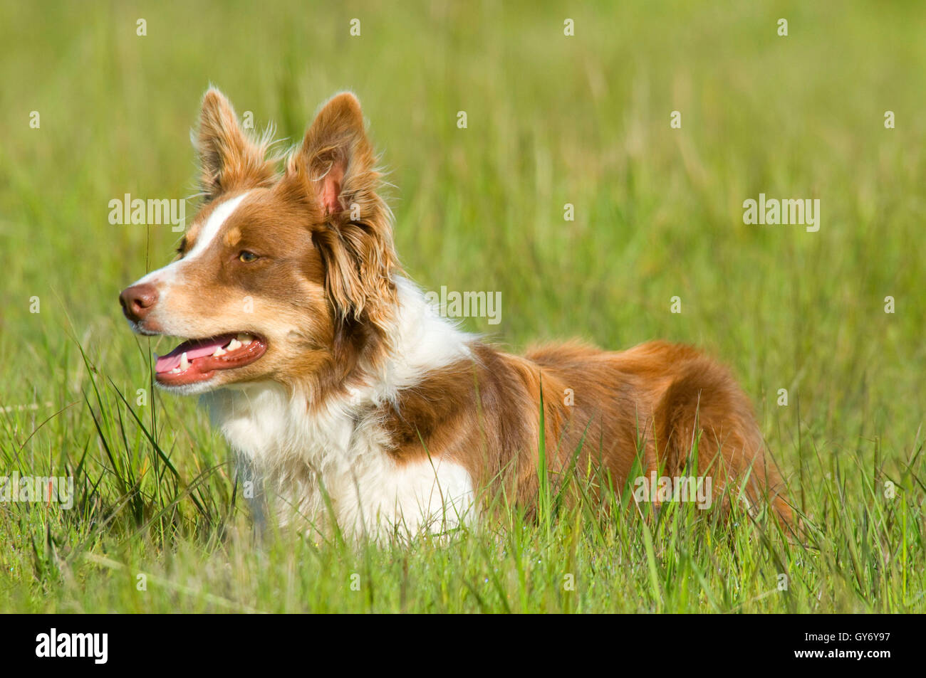 Border collie, Northwest Champion Sheep Dog Trials, Linn County Lamb ...