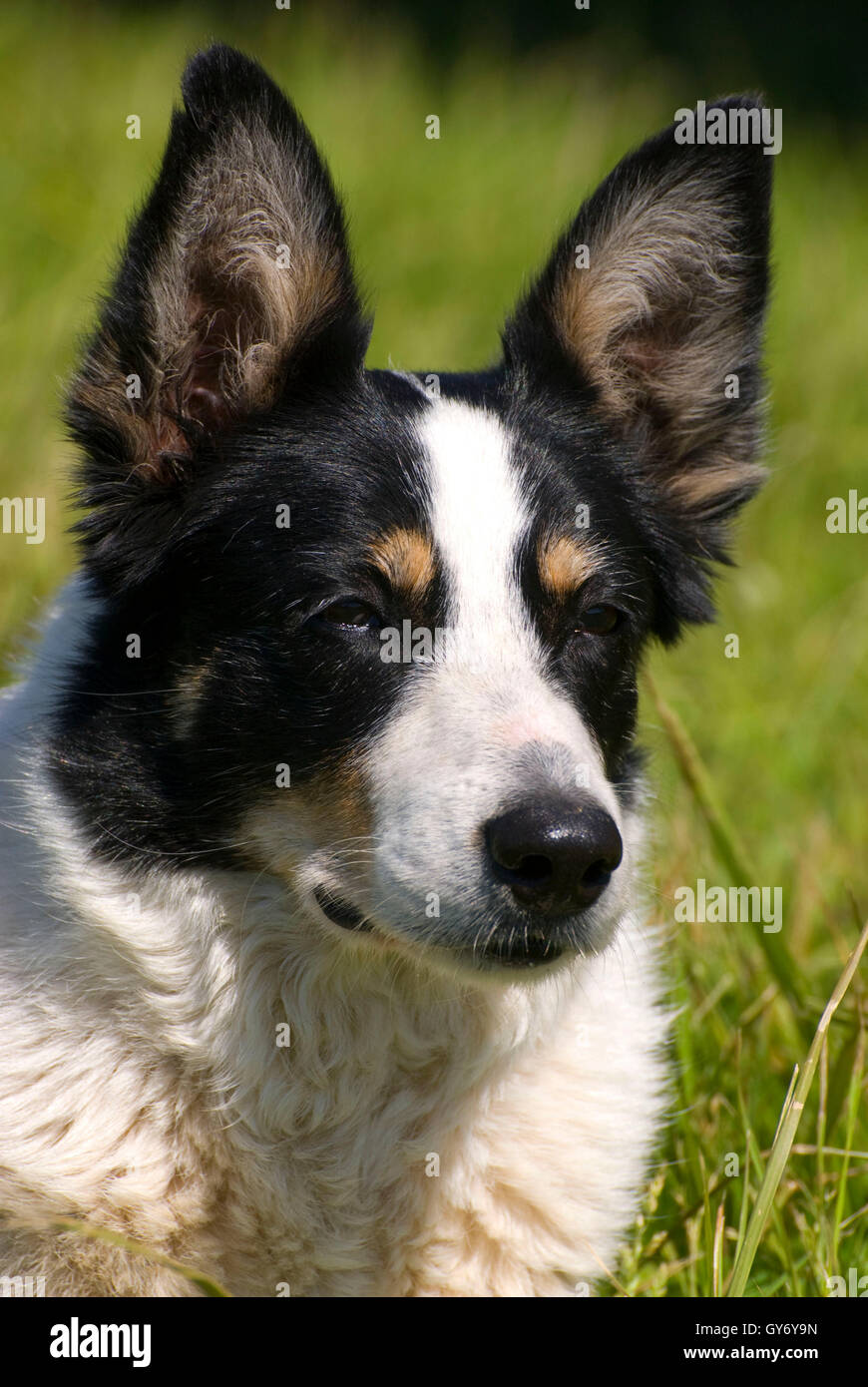Border collie, Northwest Champion Sheep Dog Trials, Linn County Lamb ...