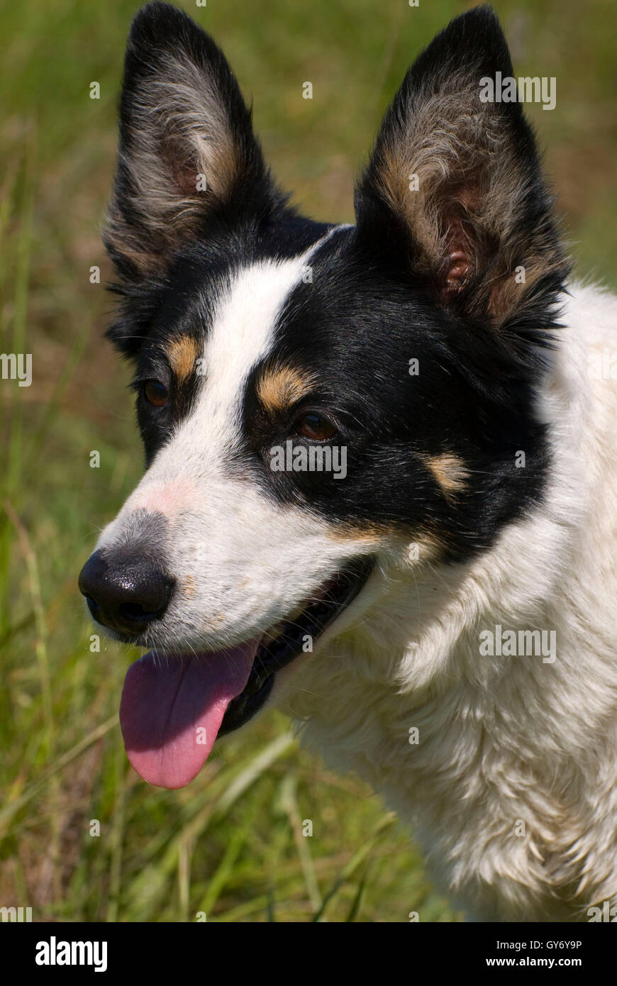 Border collie, Northwest Champion Sheep Dog Trials, Linn County Lamb ...